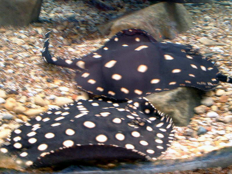 5 Rare Exotic Freshwater Fish for your Home Aquarium