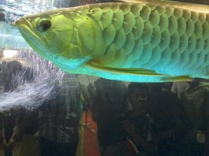 5 Rare Exotic Freshwater Fish for your Home Aquarium