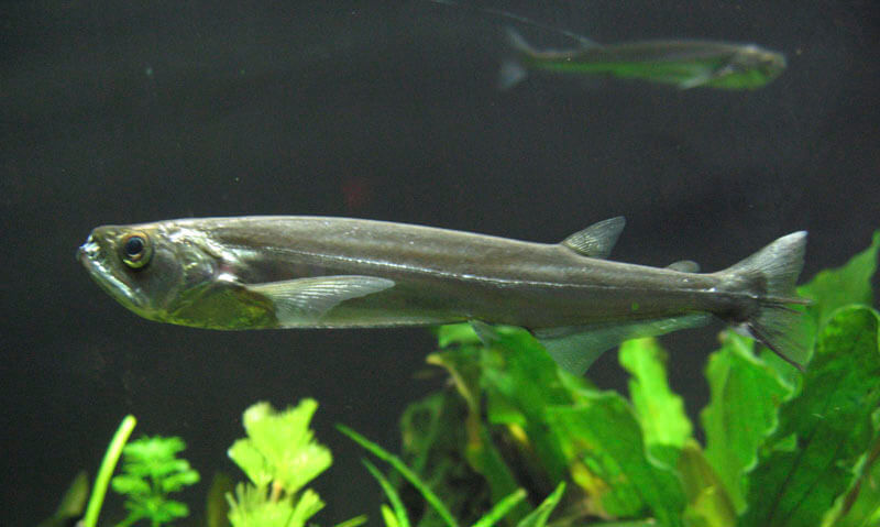 5 Rare Exotic Freshwater Fish for your Home Aquarium