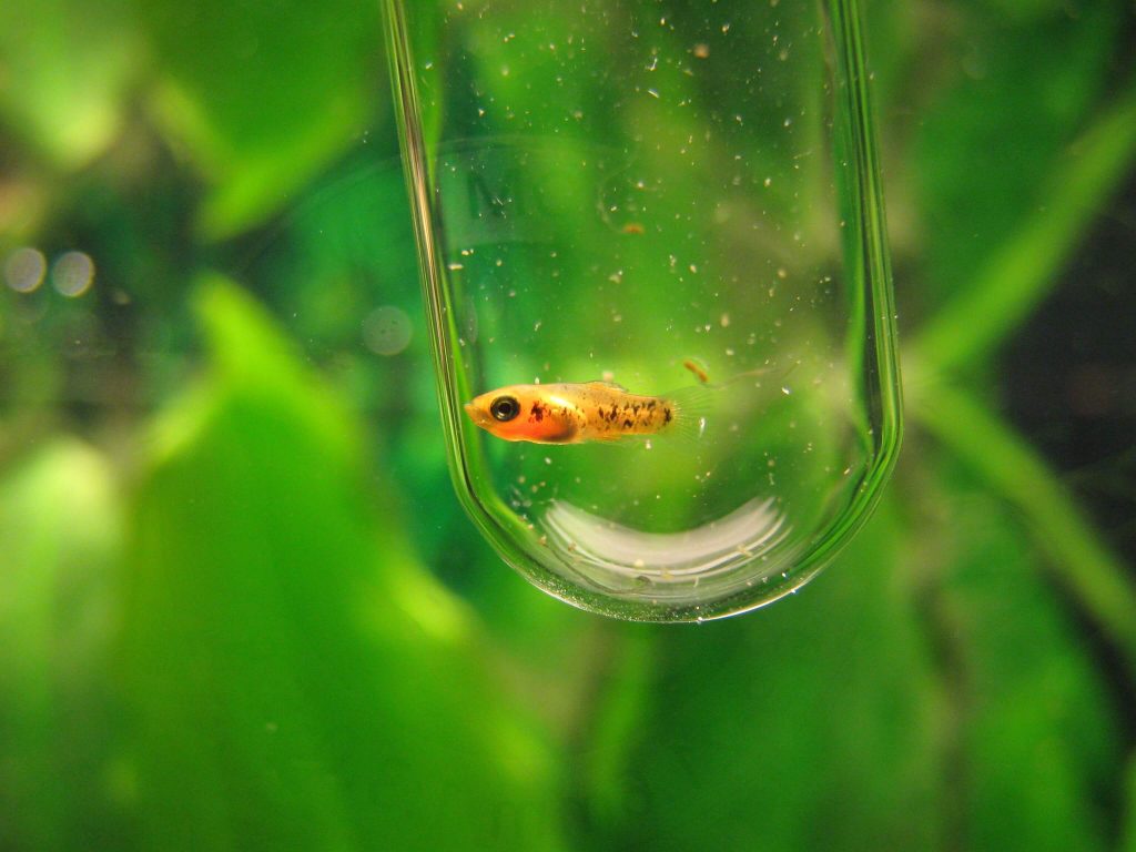 Top 5 Best Freshwater Aquarium Fish for Beginners