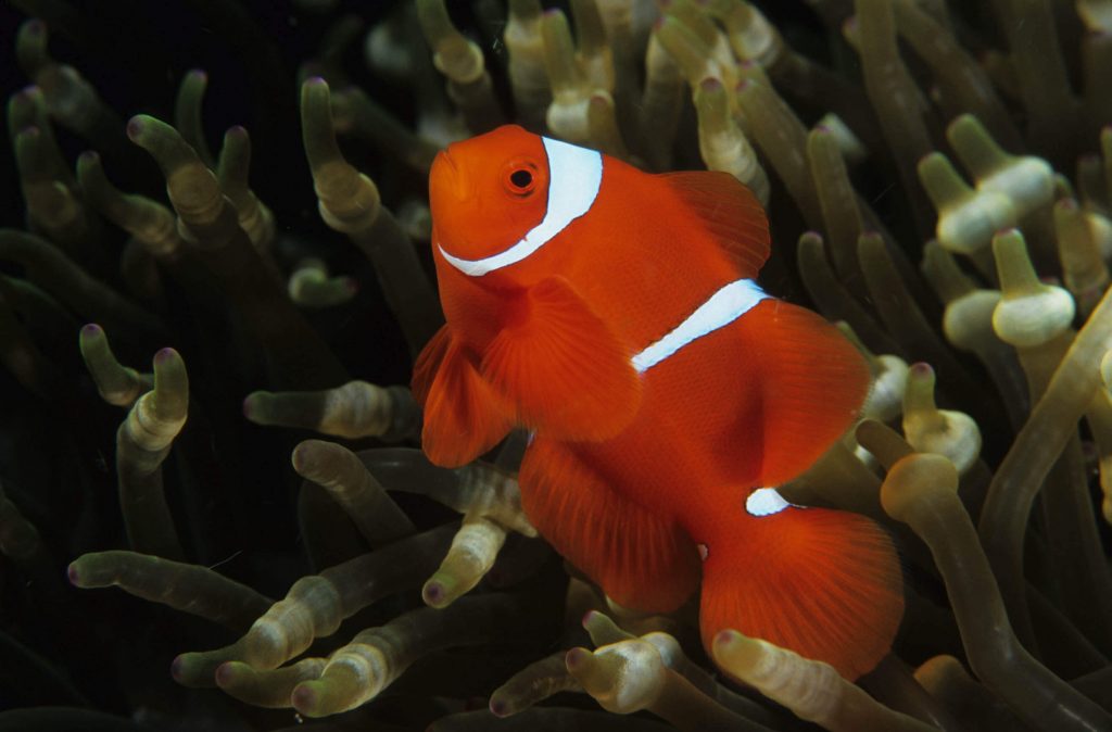 30 Different Types of Clownfish (With Pictures): Clownfish Species ...