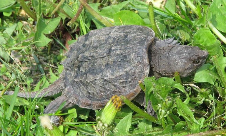 13 Interesting Facts About Snapping Turtles - AquaticPals