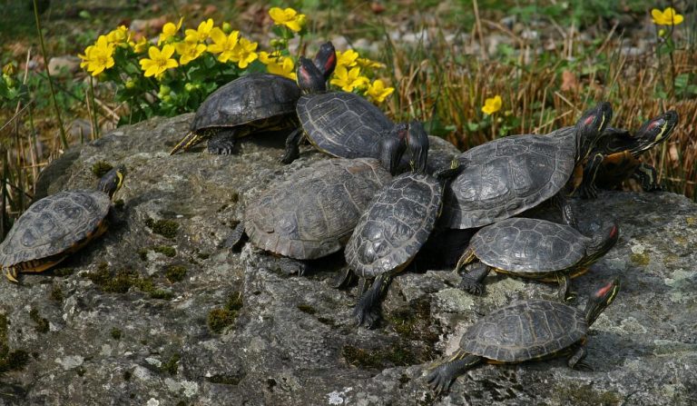 How Much Do Turtles Cost? Are They Expensive to Keep? - AquaticPals