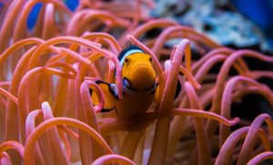 What Do Clownfish Eat? (Complete List of Foods) - AquaticPals