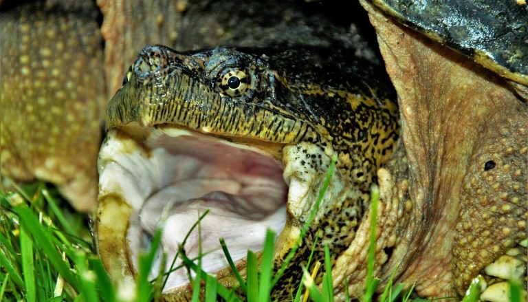 Snapping Turtle as Pet: What You Need to Know Before You Buy One ...