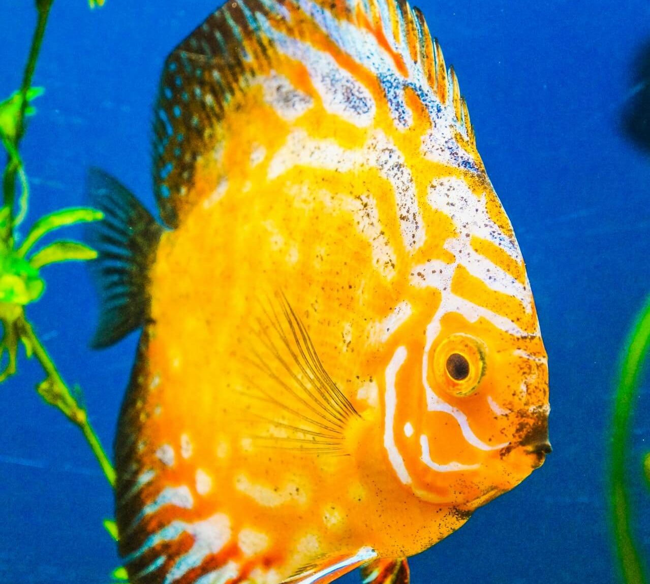 Do Discus Really Need Daily Water Changes? - AquaticPals