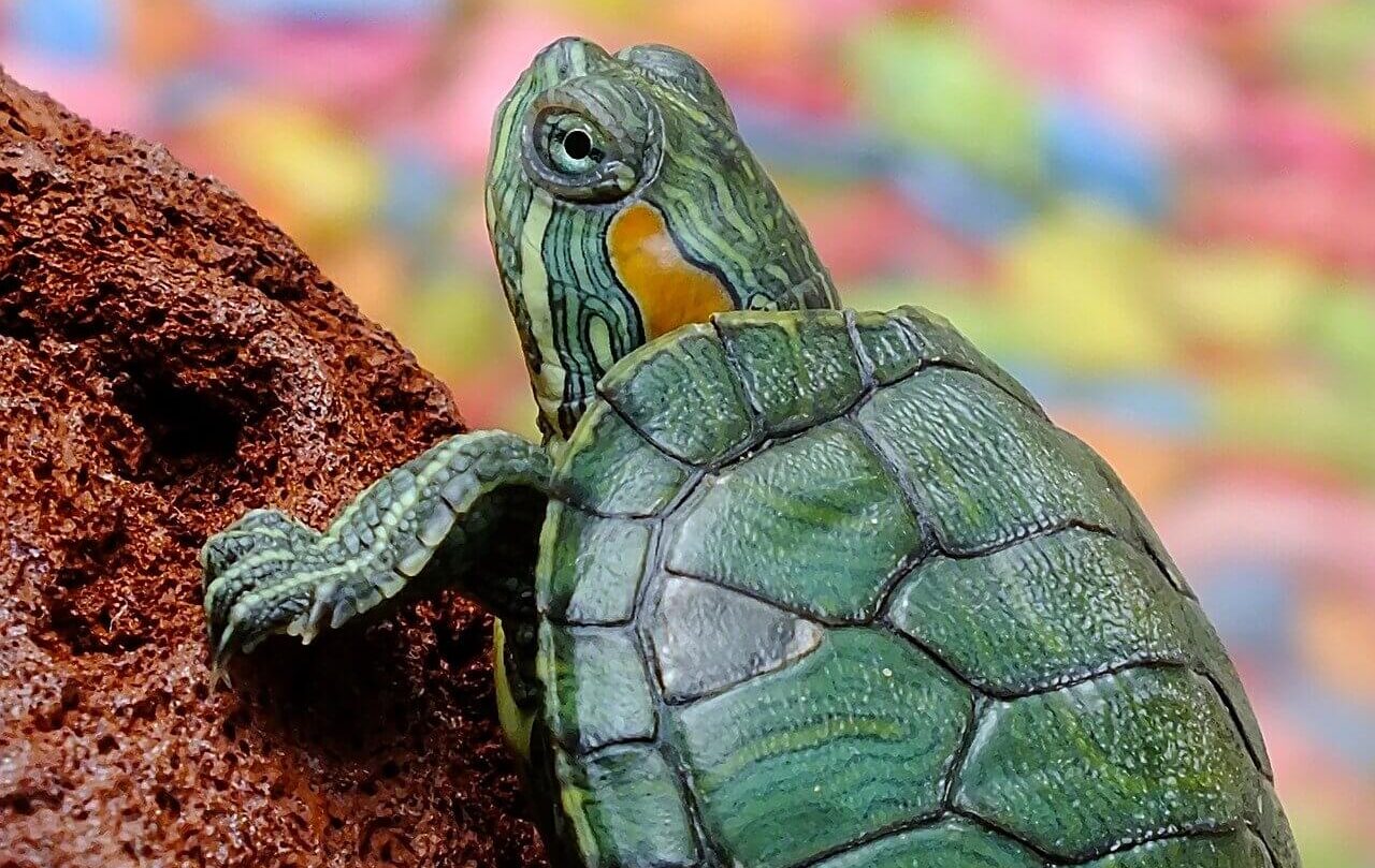 How Long Should a Turtle Basking Light Be On? [Complete Guide ...